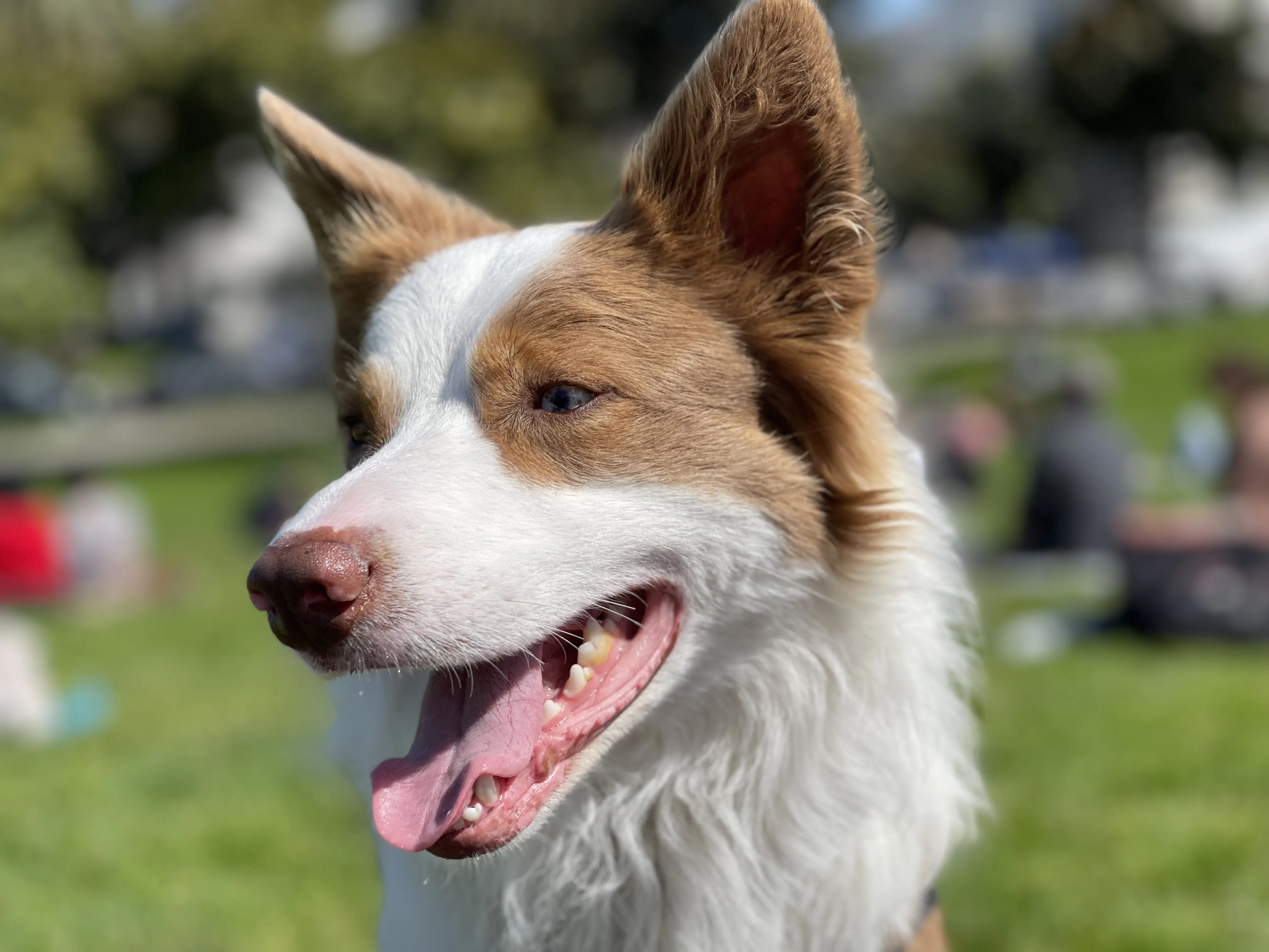 Should I commit my package-lock.json or yarn.lock? | alexi_taylor